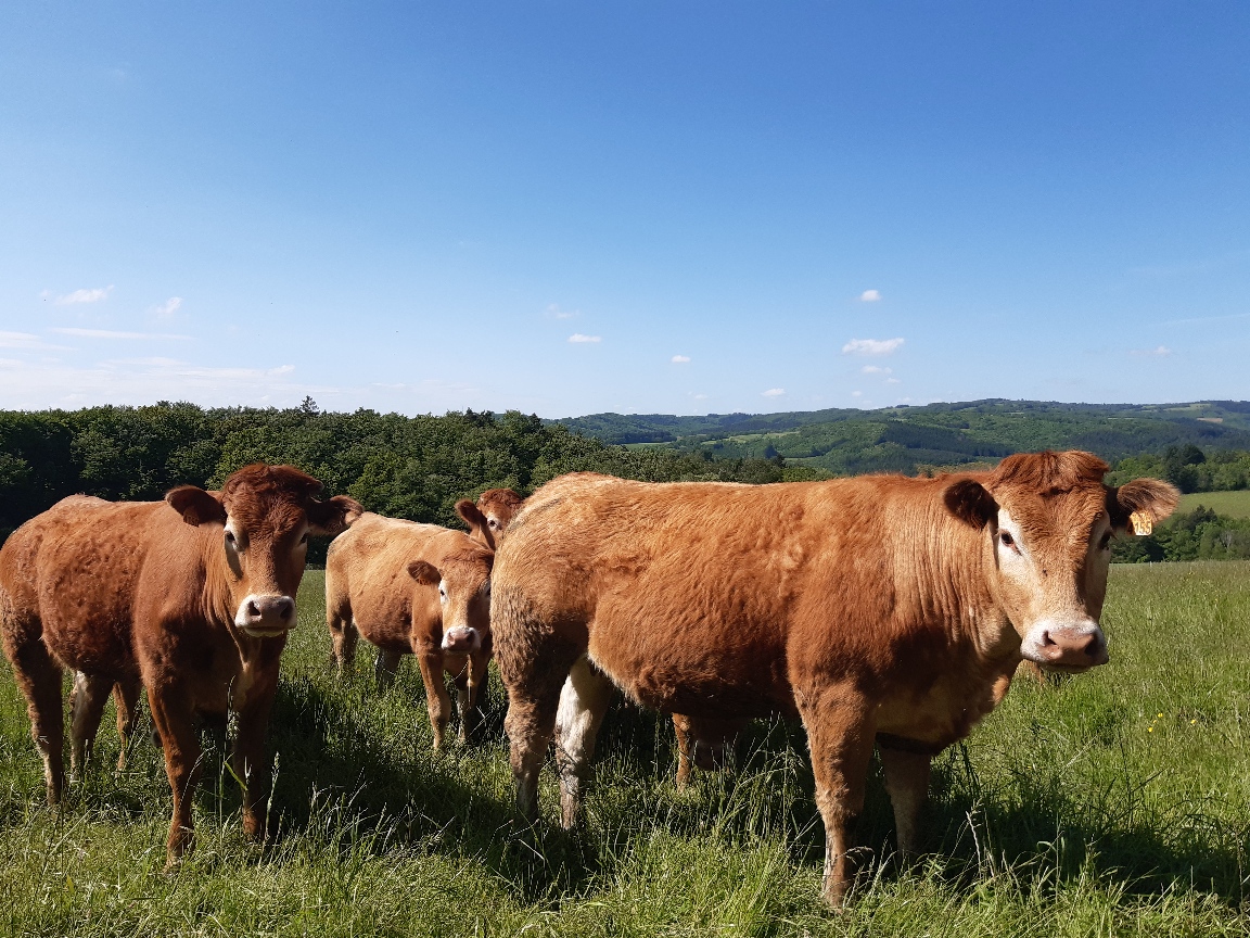 L'élevage bovin est vital pour les territoires - MODEF syndicat agricole